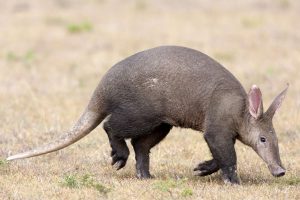 27 Savana Animals with Facts & Pictures - Richmond Mom