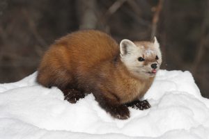 21+ Taiga Animals with Facts & Pictures - Richmond Mom