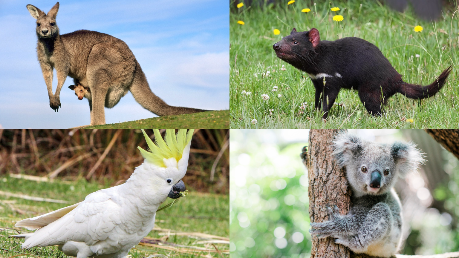 37 Australian Animals with Facts & Pictures - Richmond Mom
