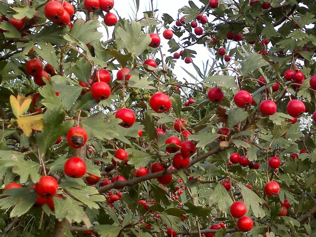 37+ Fruits That Start With A With Facts And Pictures - Richmond Mom