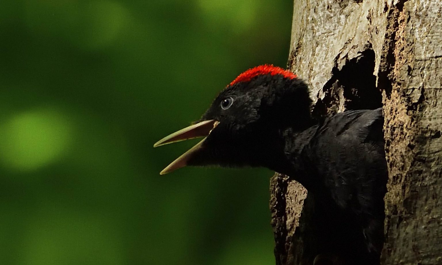 21+ Taiga Animals with Facts & Pictures - Richmond Mom