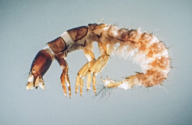 Different Animals Found in Fresh Water with Pictures and Facts ...