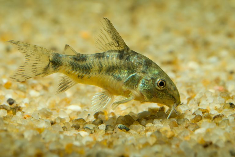 Different Animals Found in Fresh Water with Pictures and Facts ...