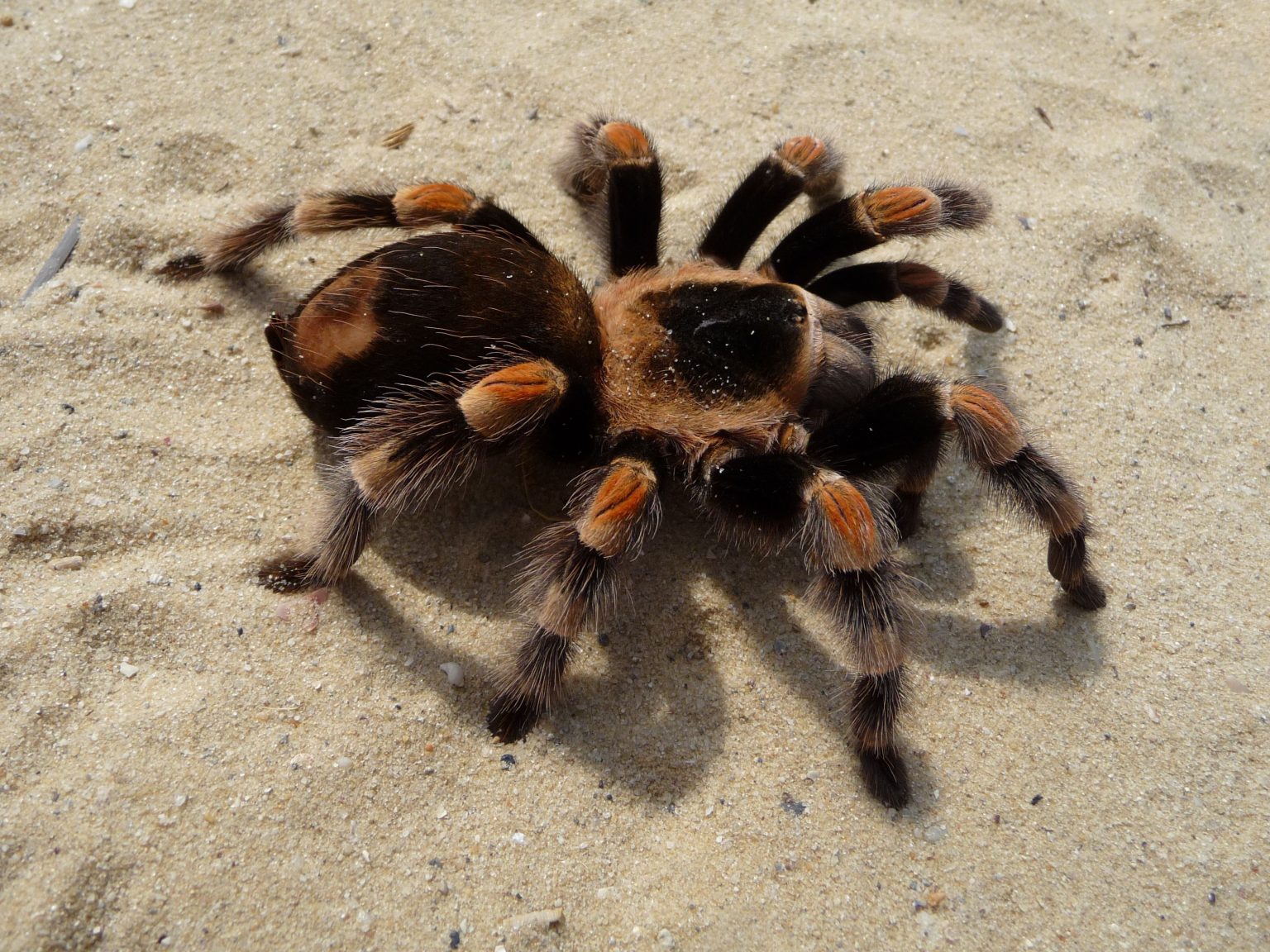 21 Desert Animals with Facts & Pictures - Richmond Mom