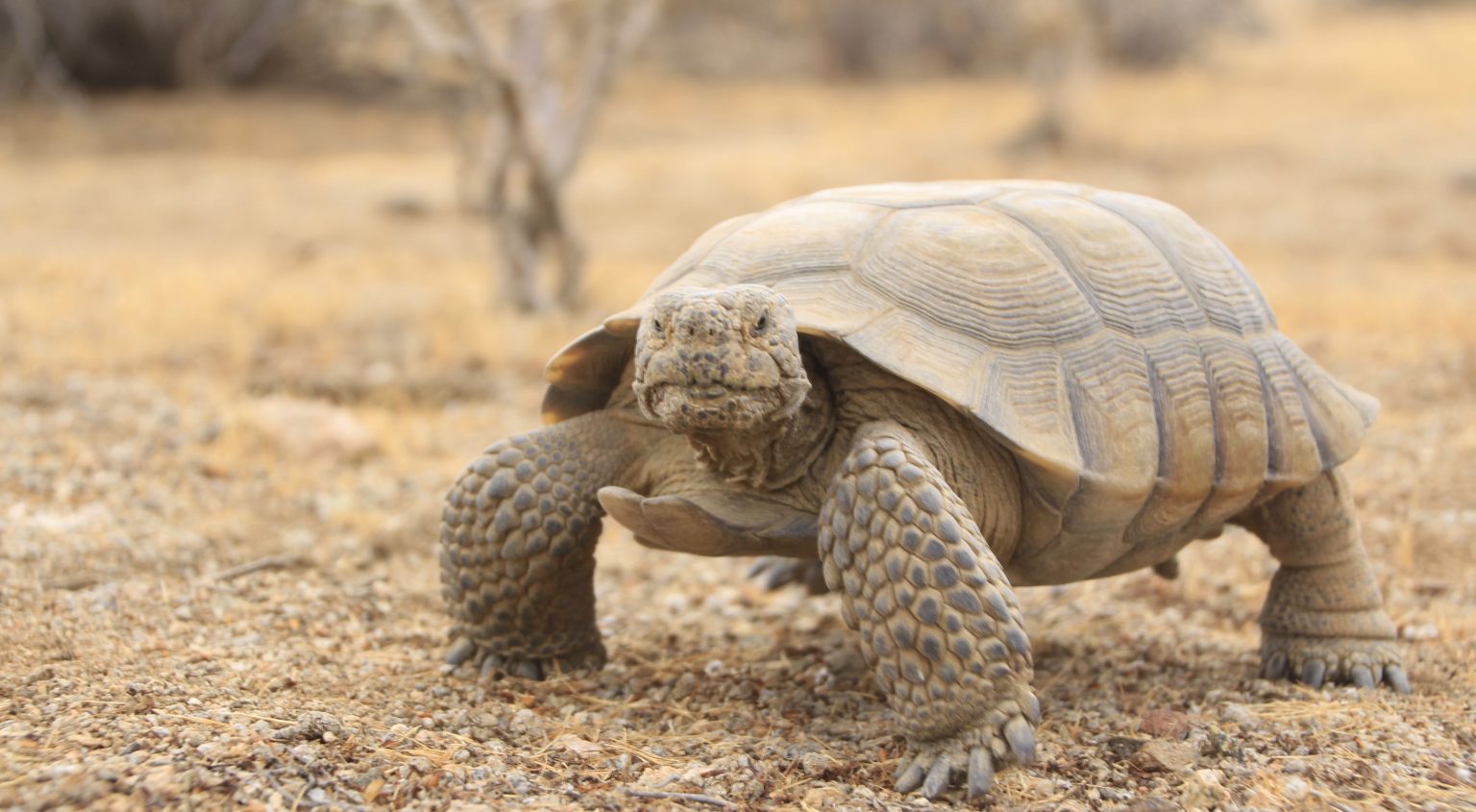 21 Desert Animals with Facts & Pictures - Richmond Mom