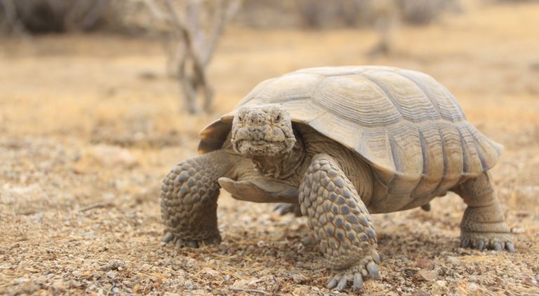 21 Desert Animals with Facts & Pictures - Richmond Mom