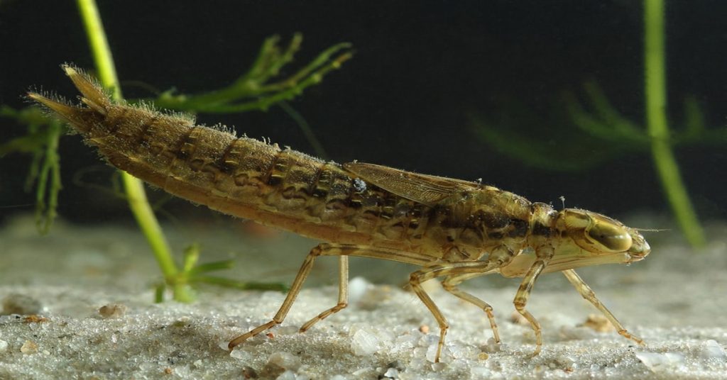 Different Animals Found in Fresh Water with Pictures and Facts ...