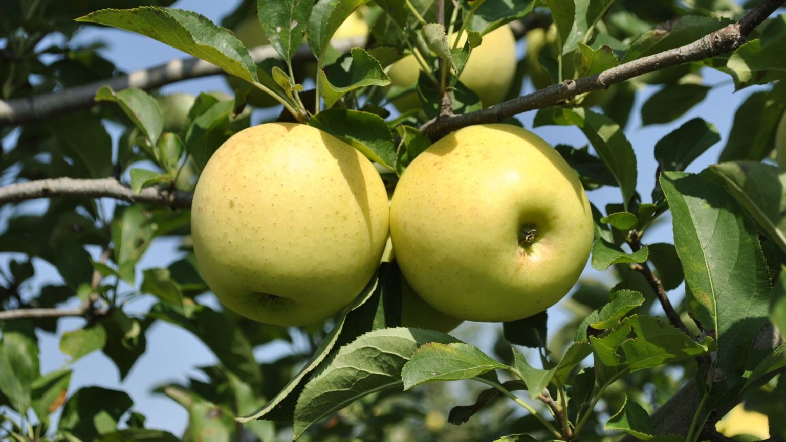 18 Fruits that Start with E with Facts and Pictures - Richmond Mom