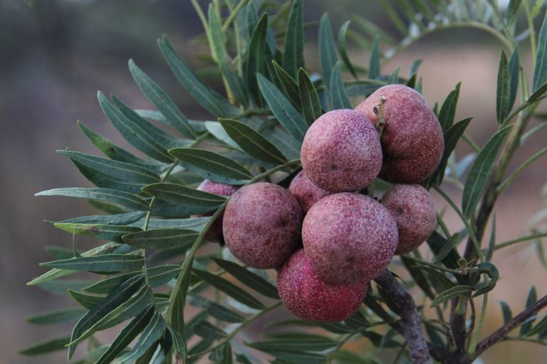 18 Fruits that Start with E with Facts and Pictures - Richmond Mom