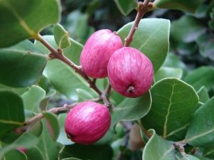 18 Fruits that Start with E with Facts and Pictures - Richmond Mom