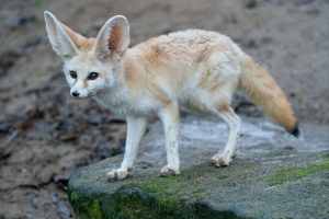 21 Desert Animals with Facts & Pictures - Richmond Mom