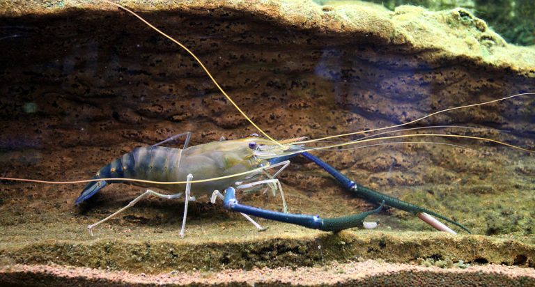 Different Animals Found in Fresh Water with Pictures and Facts ...
