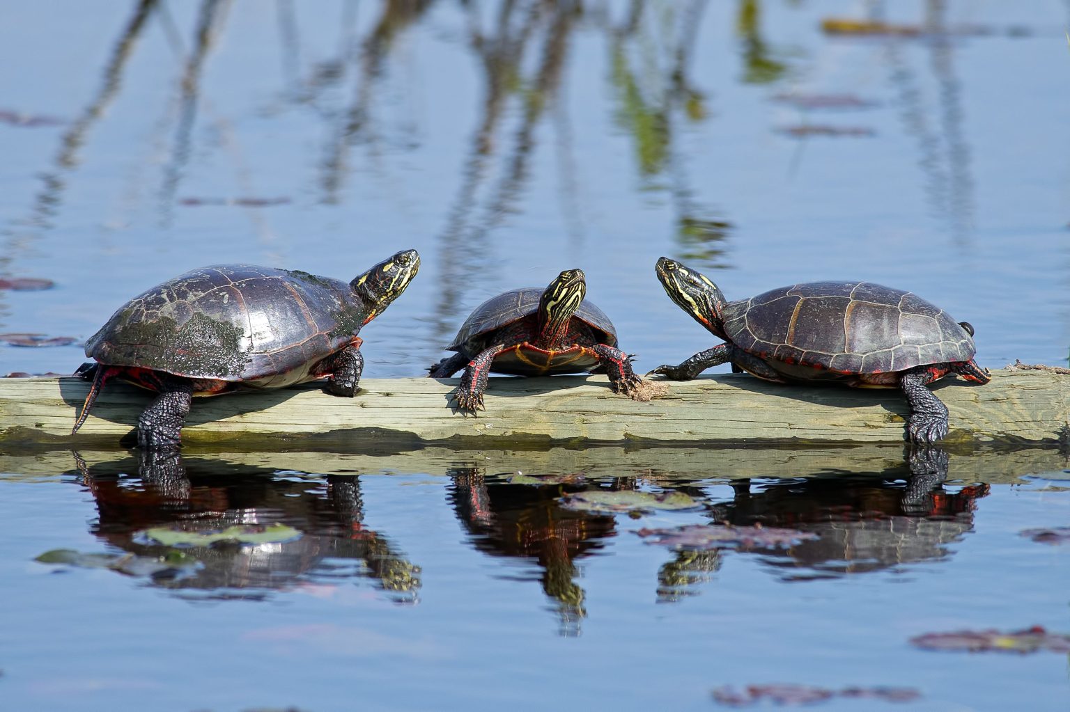 Different Animals Found in Fresh Water with Pictures and Facts ...