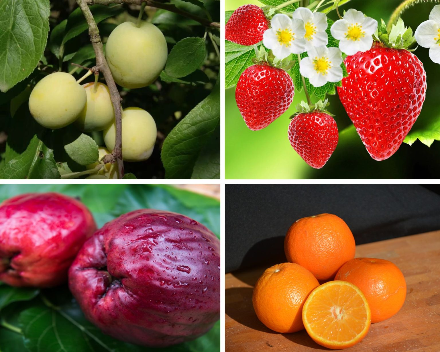 30 Fruits that Start with O with Facts and Pictures - Richmond Mom