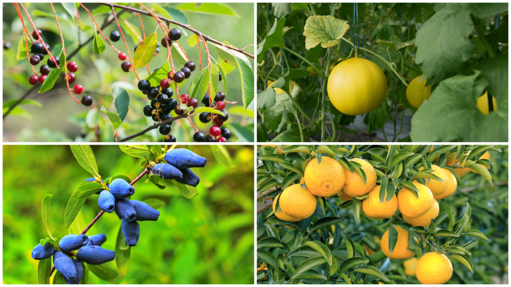 17+ Fruits that Start with H with Facts and Pictures - Richmond Mom