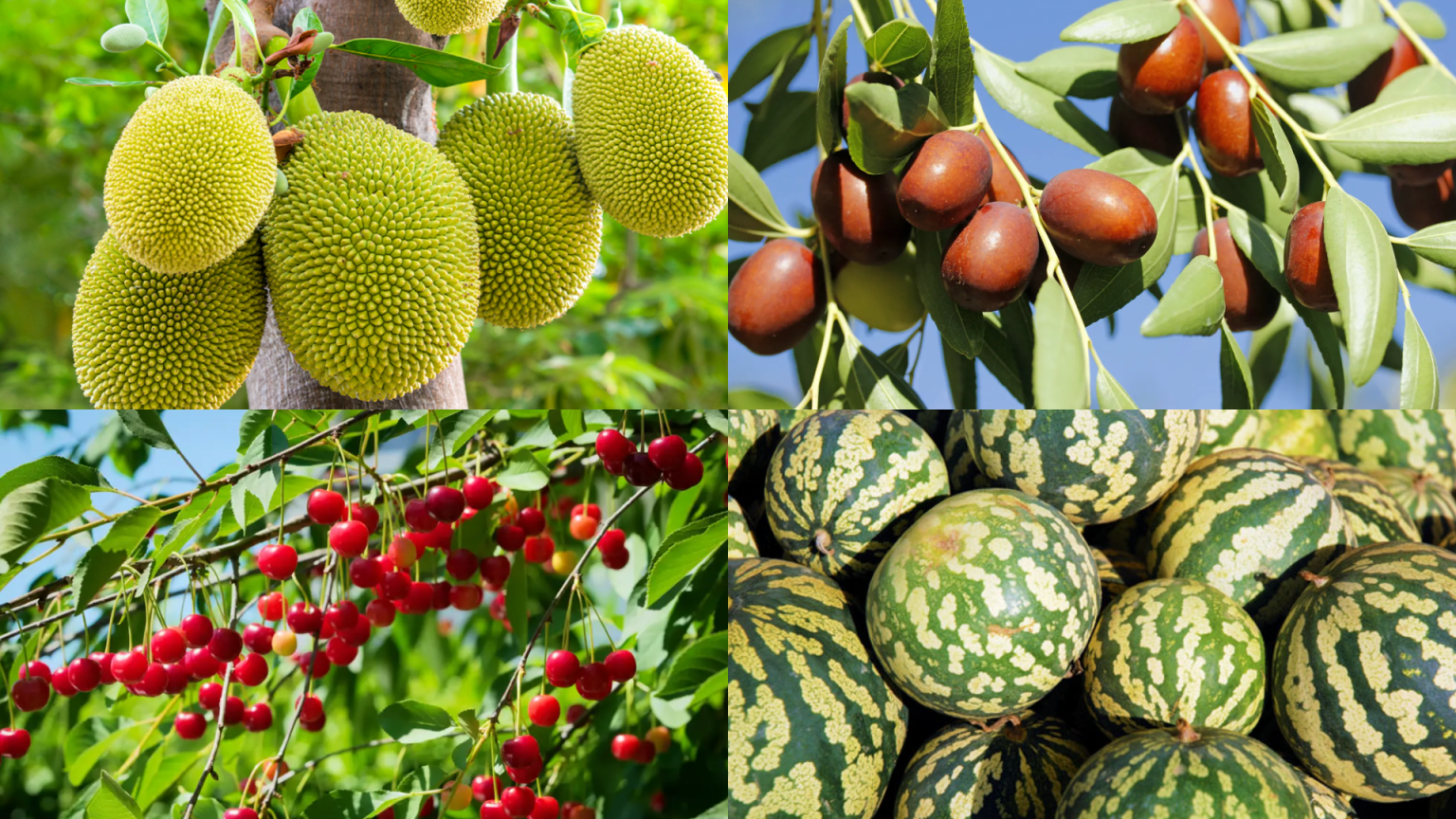 24 Fruits that Start with J with Facts and Pictures - Richmond Mom