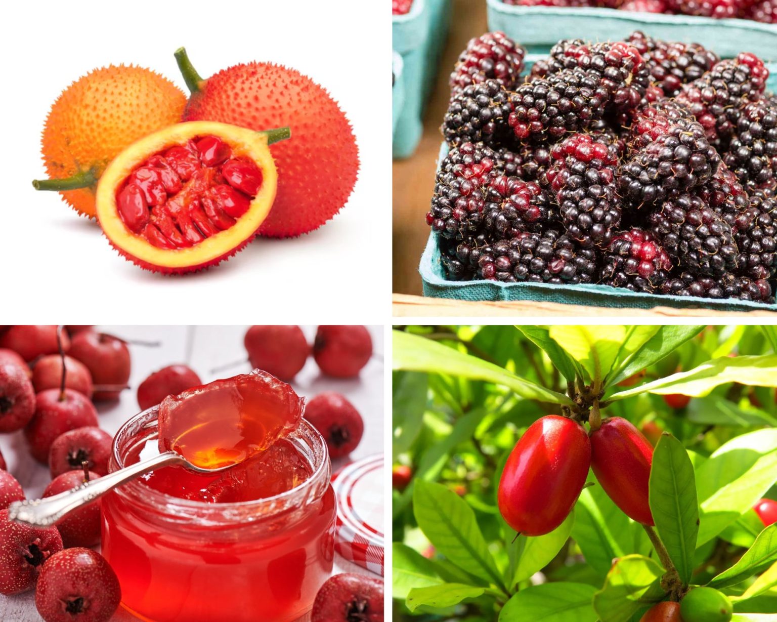 17+ Fruits that Start with H with Facts and Pictures - Richmond Mom