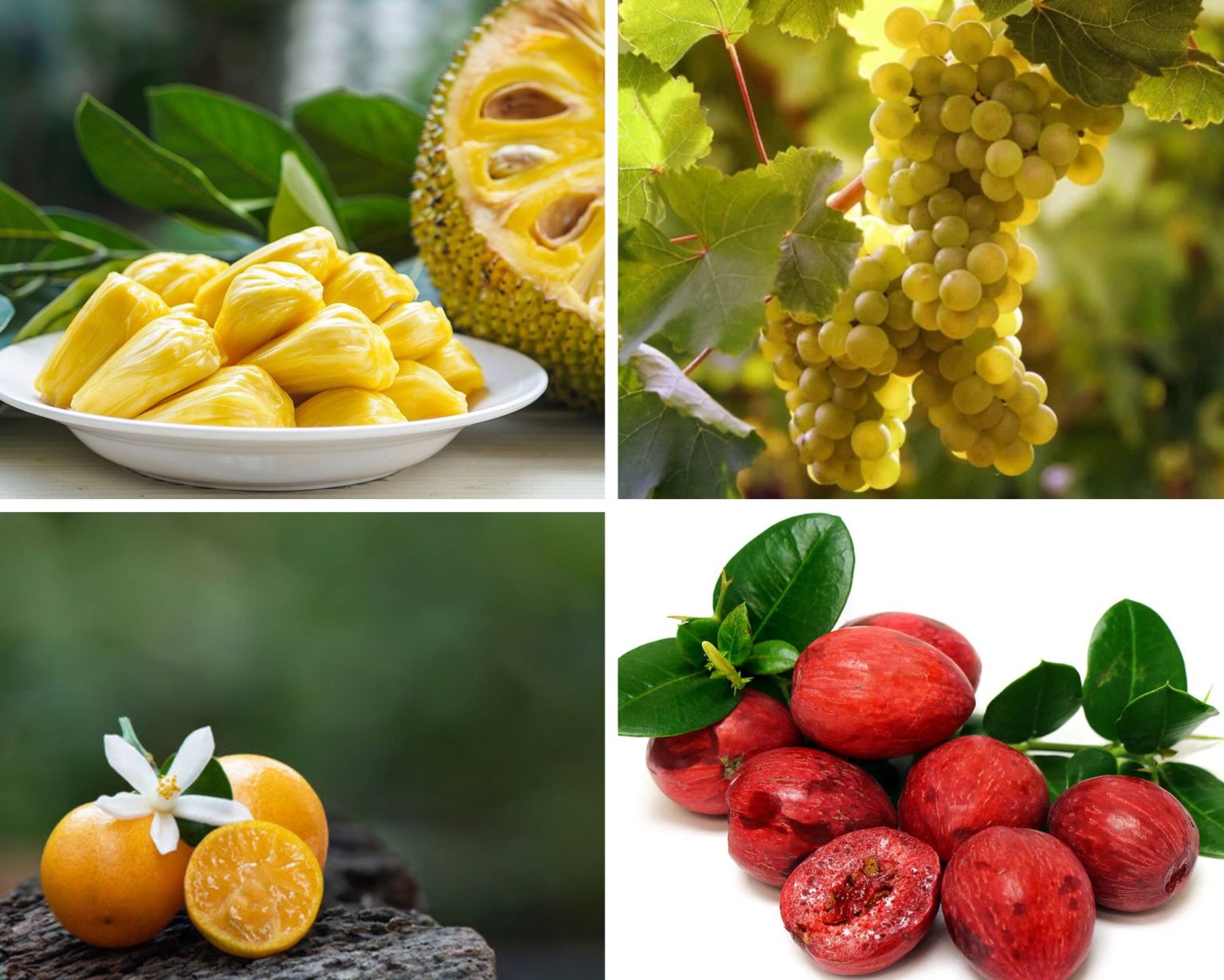 29 Fruits that Start with N with Facts and Pictures - Richmond Mom