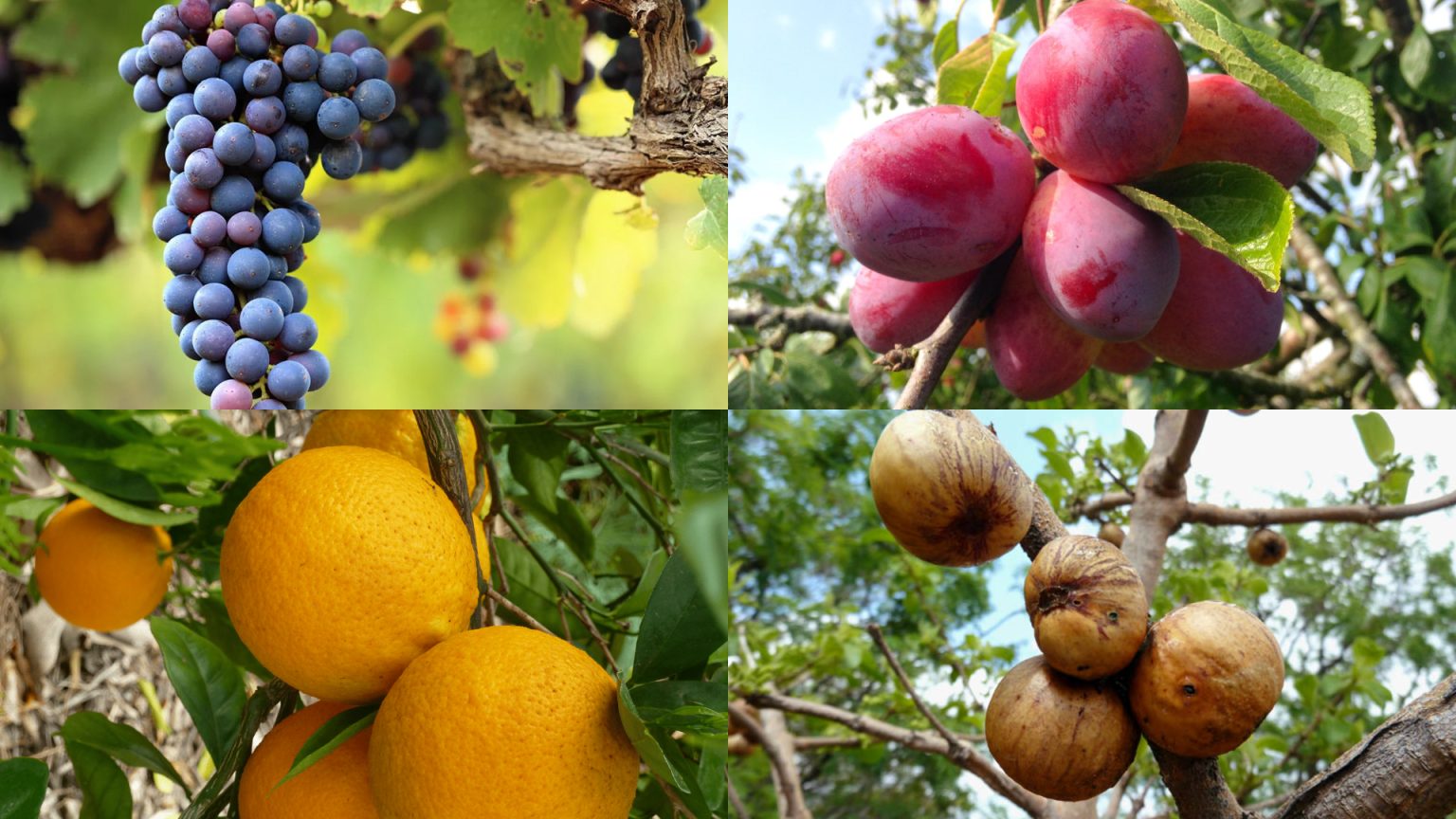 30 Fruits that Start with S with Facts and Pictures - Richmond Mom