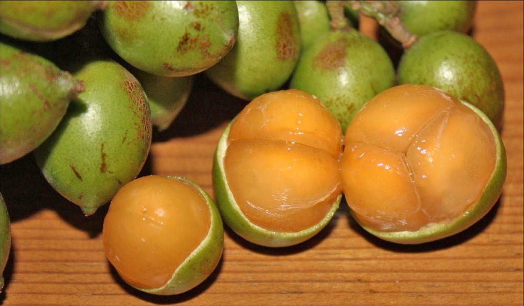 25 Fruits that Start with G Facts and Pictures - Richmond Mom