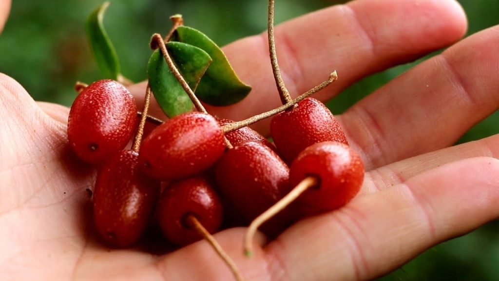 25 Fruits that Start with G Facts and Pictures - Richmond Mom