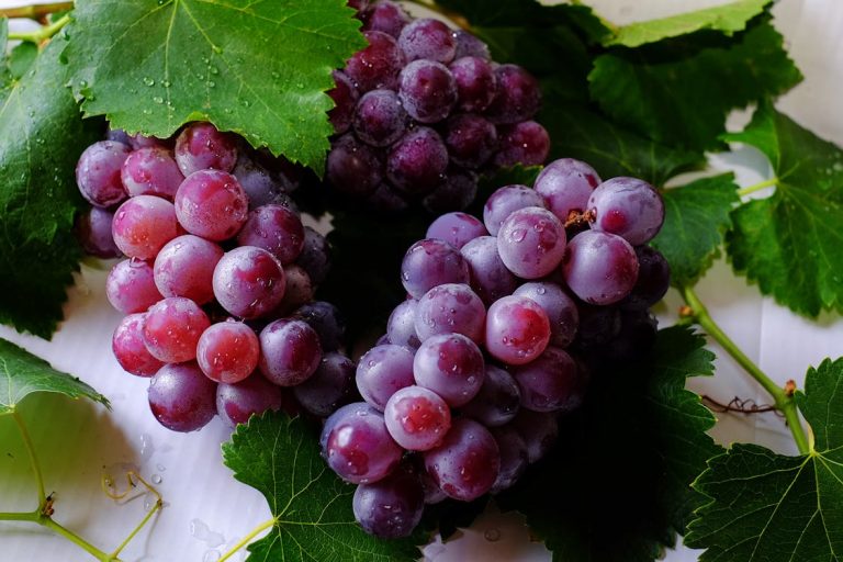 25 Fruits that Start with G Facts and Pictures - Richmond Mom