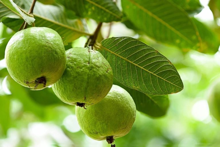 25 Fruits that Start with G Facts and Pictures - Richmond Mom