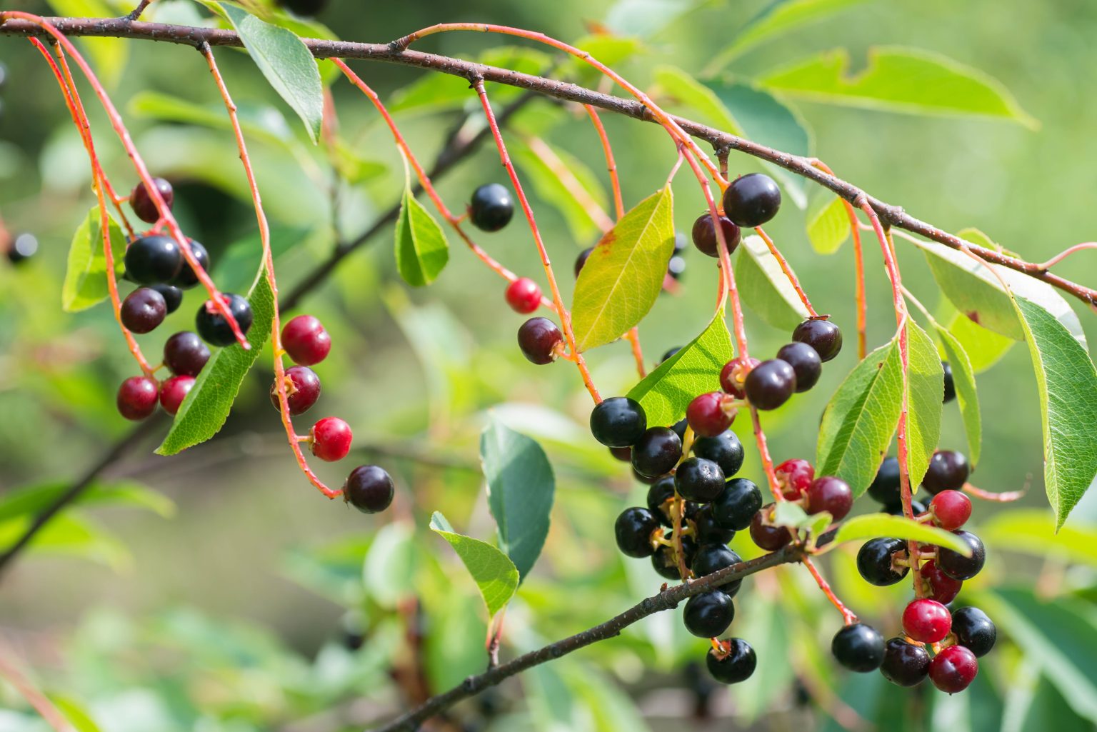 17+ Fruits that Start with H with Facts and Pictures - Richmond Mom
