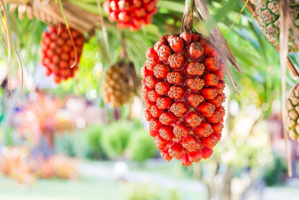 17+ Fruits that Start with H with Facts and Pictures - Richmond Mom