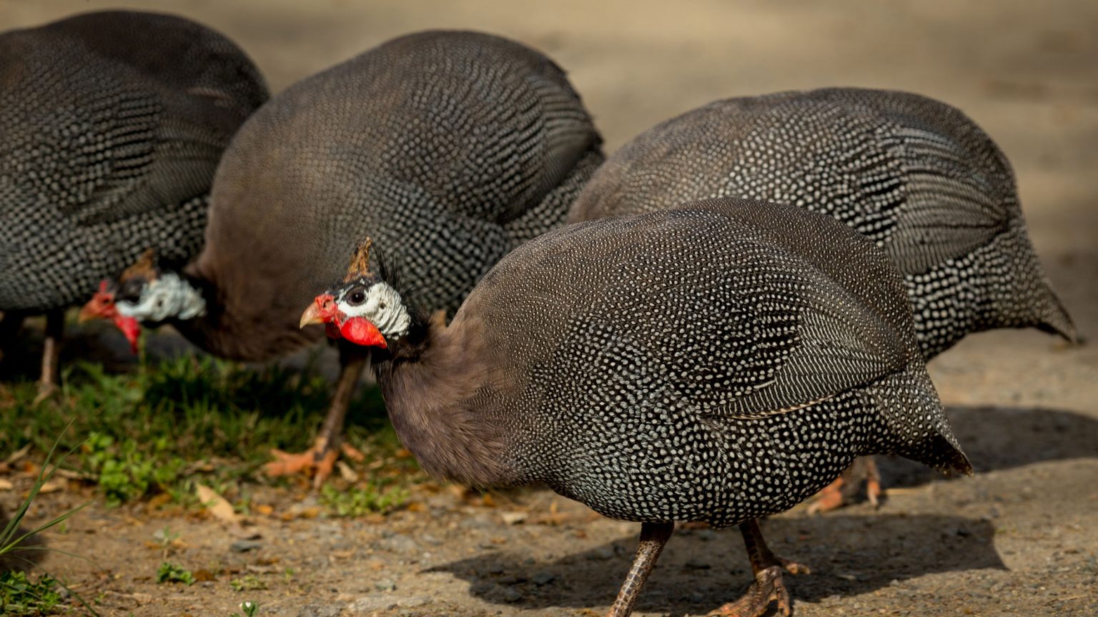 27 Savana Animals with Facts & Pictures - Richmond Mom