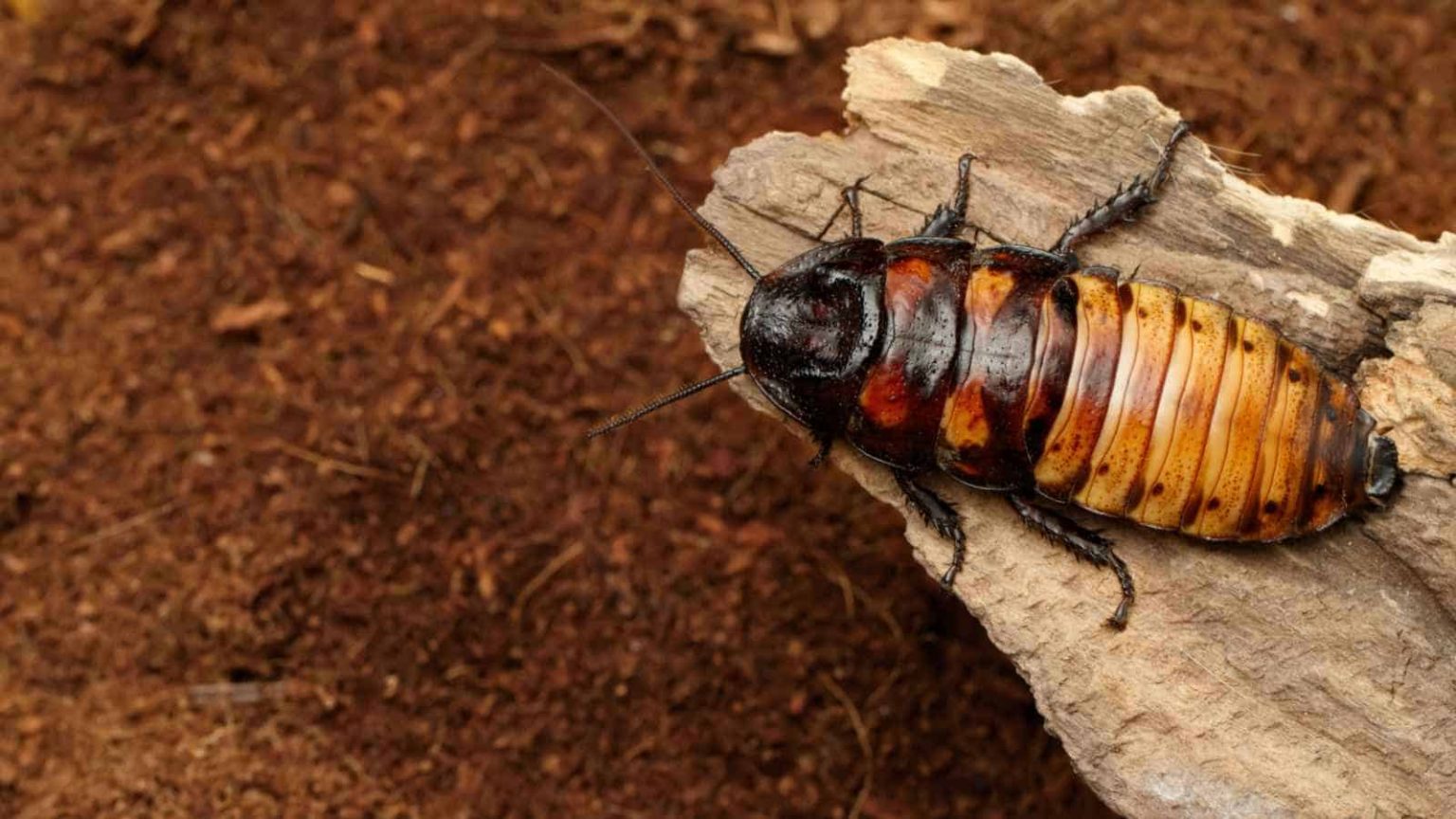 17+ Madagascar Animals With Facts & Pictures - Richmond Mom