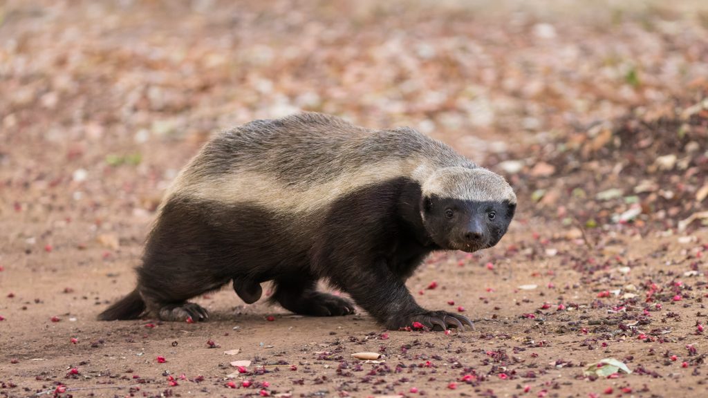27 Savana Animals with Facts & Pictures - Richmond Mom
