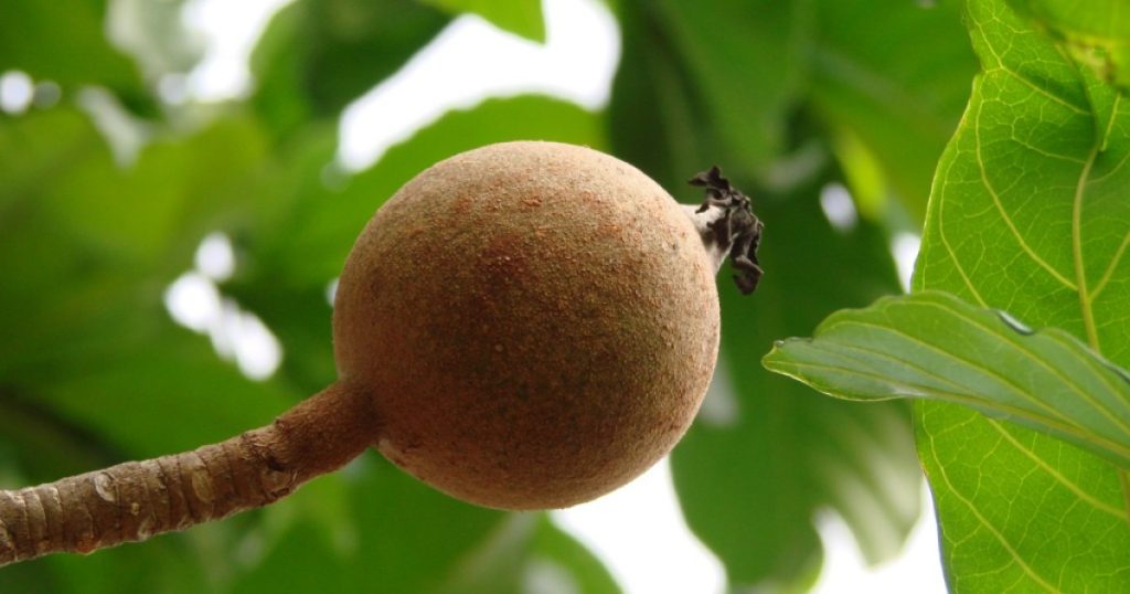 17+ Fruits that Start with H with Facts and Pictures - Richmond Mom