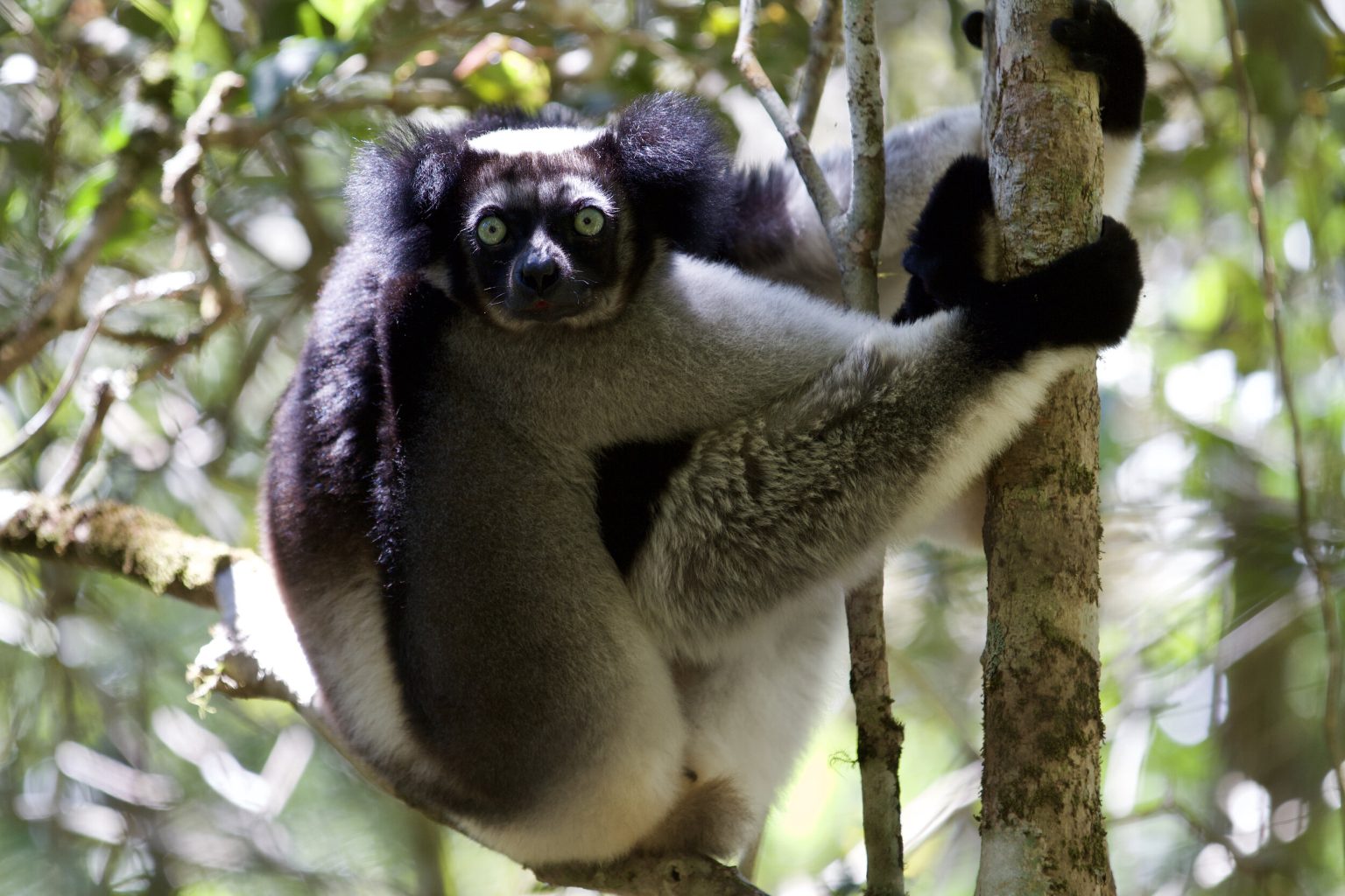 17+ Madagascar Animals With Facts & Pictures - Richmond Mom