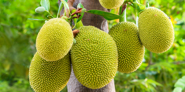 24 Fruits that Start with J with Facts and Pictures - Richmond Mom