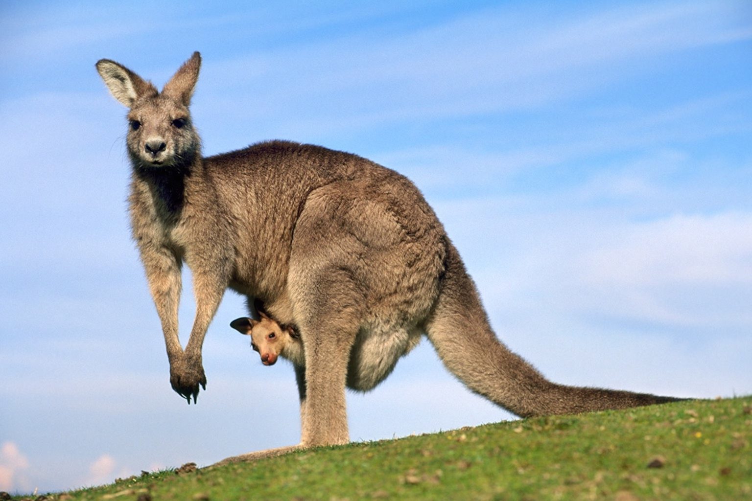 37 Australian Animals with Facts & Pictures - Richmond Mom