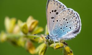 21+ Taiga Animals with Facts & Pictures - Richmond Mom