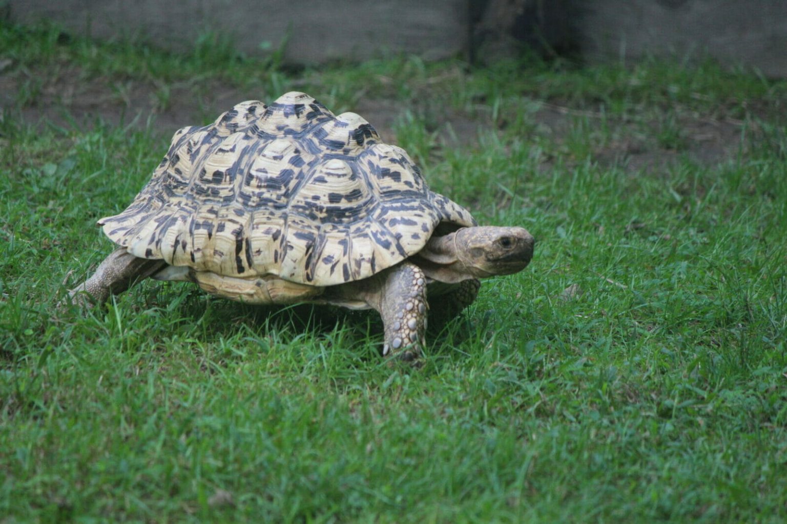 27 Savana Animals with Facts & Pictures - Richmond Mom