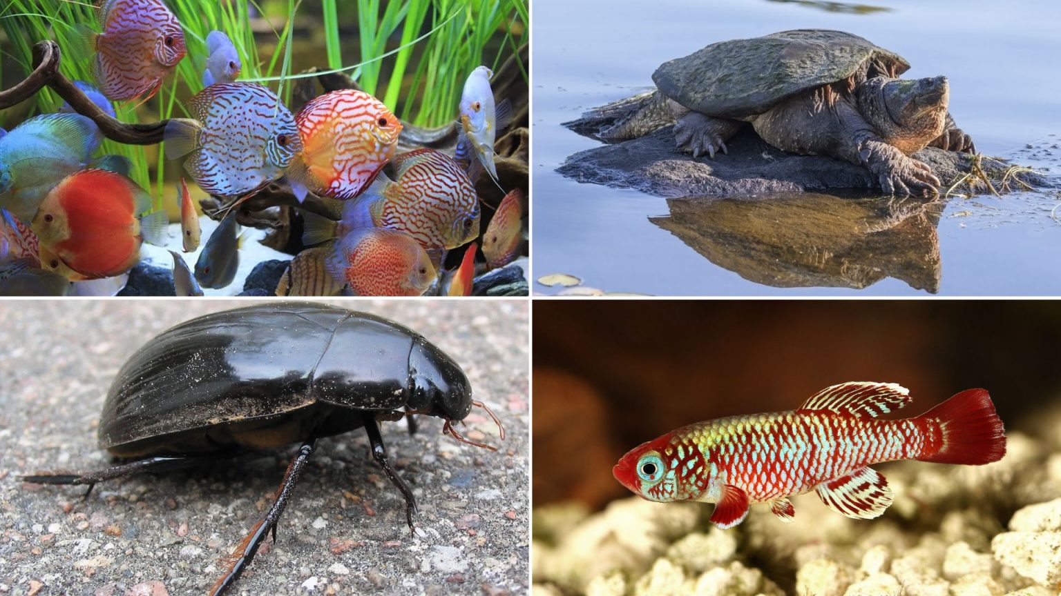 Different Animals Found in Fresh Water with Pictures and Facts ...