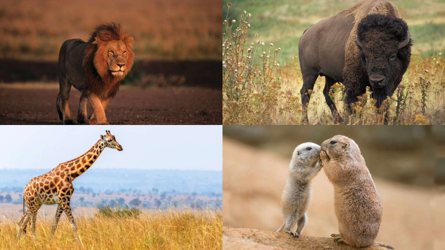 17 Grassland Animals with Facts & Pictures - Richmond Mom