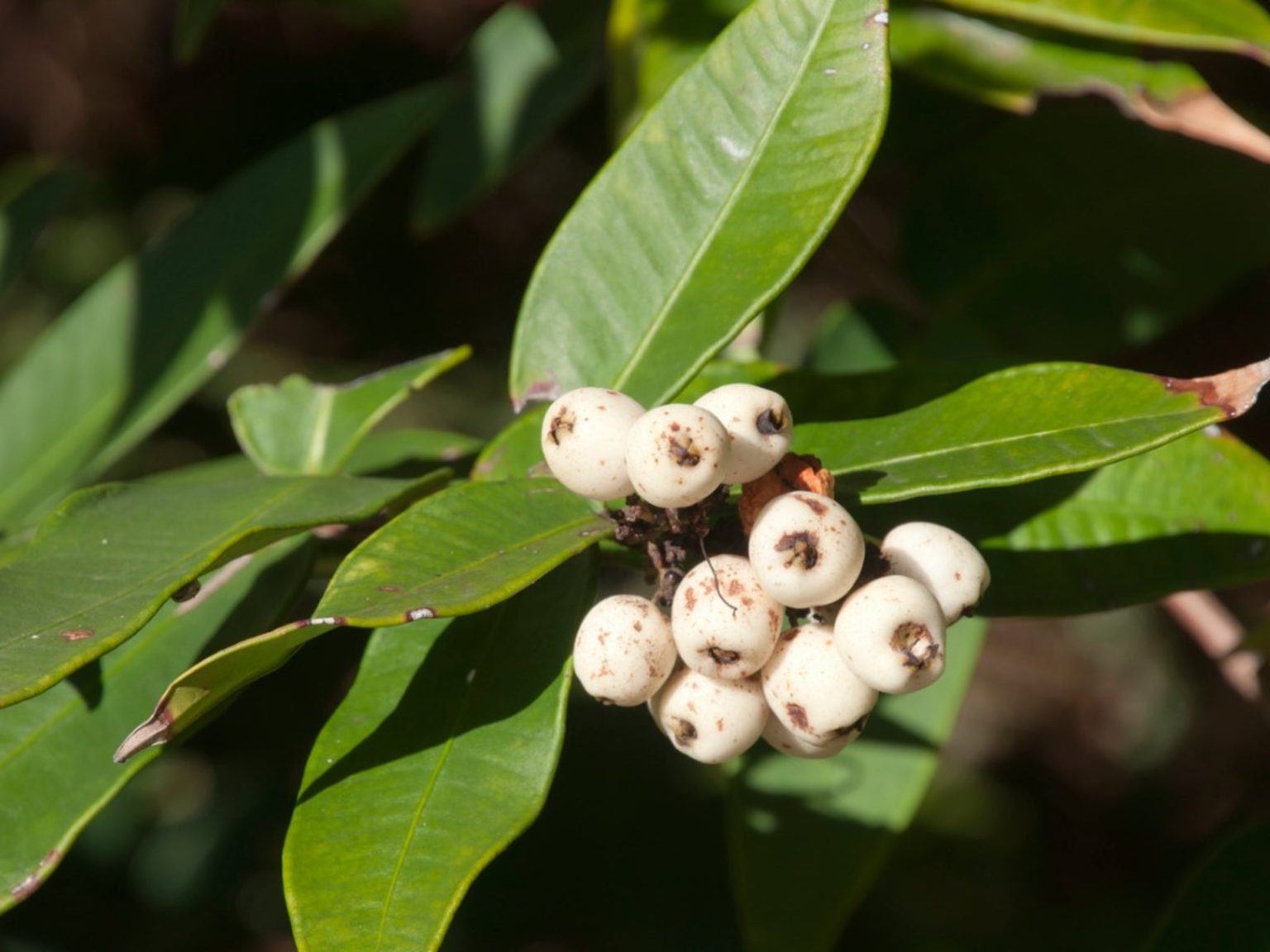 59 Fruits That Start With M With Facts & Pictures - Richmond Mom