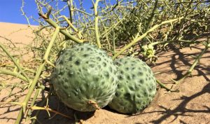 29 Fruits that Start with N with Facts and Pictures - Richmond Mom