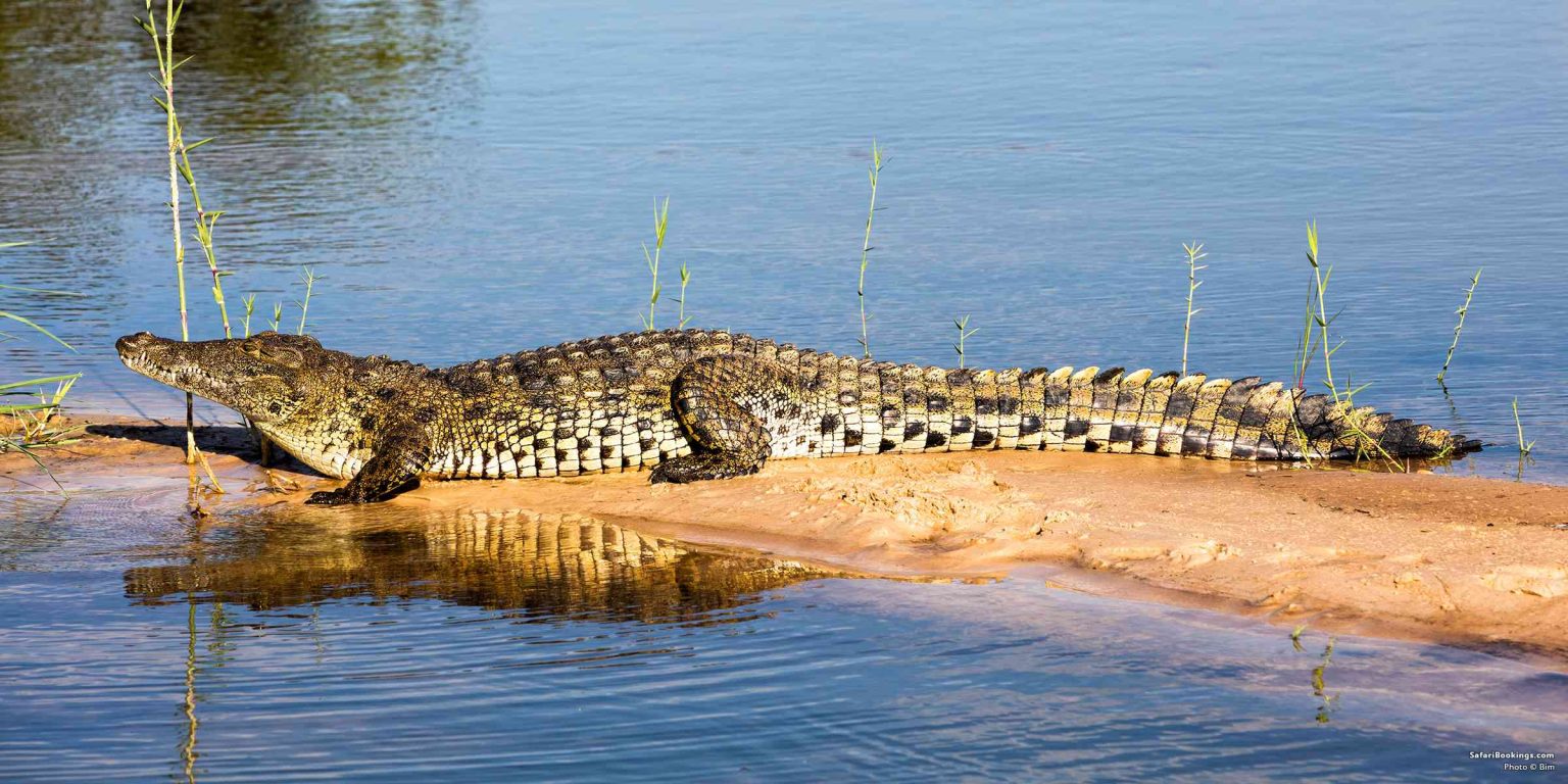 27 Savana Animals with Facts & Pictures - Richmond Mom