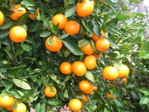 30 Fruits that Start with O with Facts and Pictures - Richmond Mom