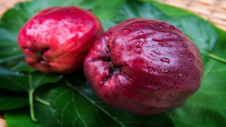 30 Fruits that Start with O with Facts and Pictures - Richmond Mom
