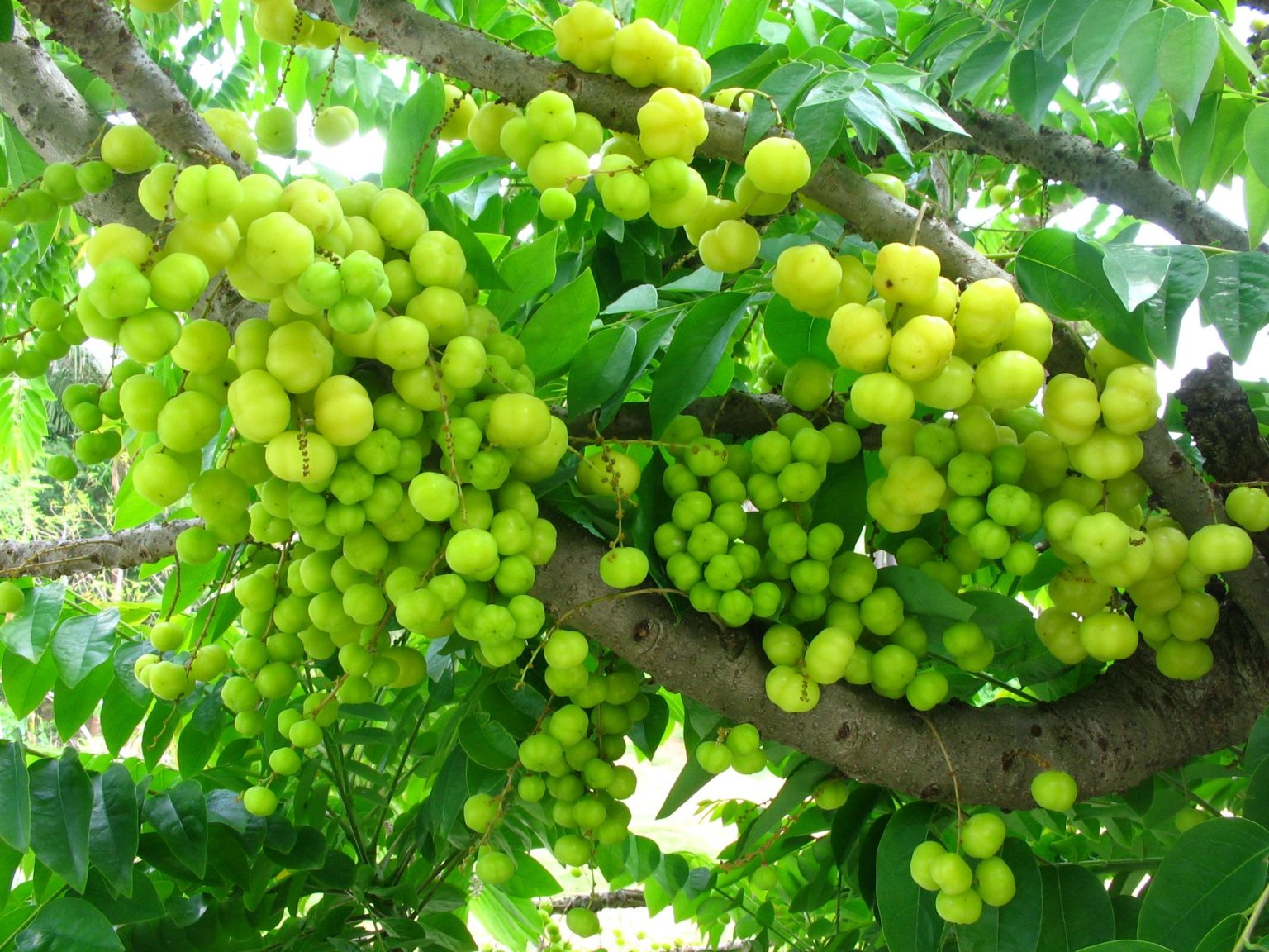 30 Fruits that Start with O with Facts and Pictures - Richmond Mom