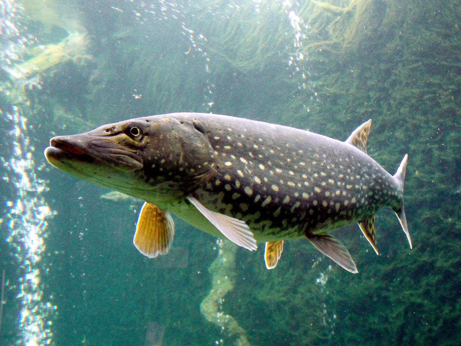 Different Animals Found in Fresh Water with Pictures and Facts ...