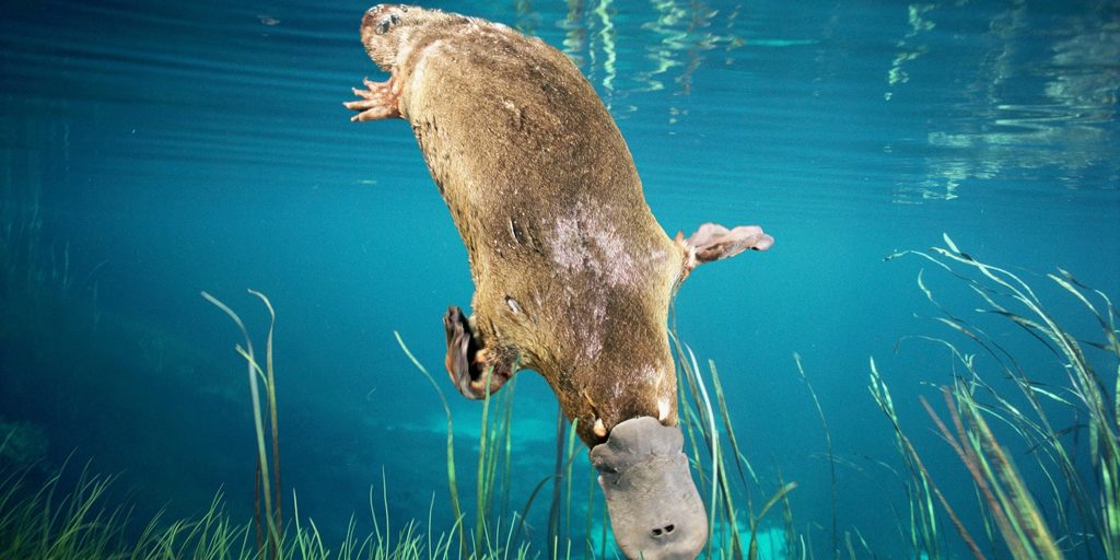 37 Australian Animals with Facts & Pictures - Richmond Mom