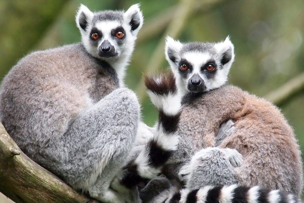 17+ Madagascar Animals With Facts & Pictures - Richmond Mom