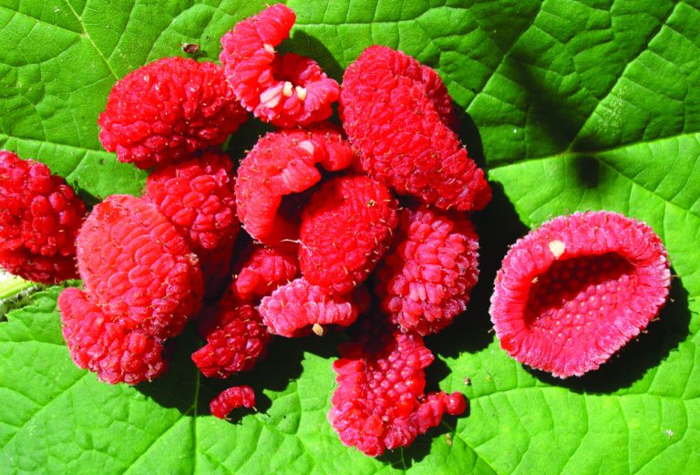 31 Fruits that Start with R with Facts and Pictures - Richmond Mom